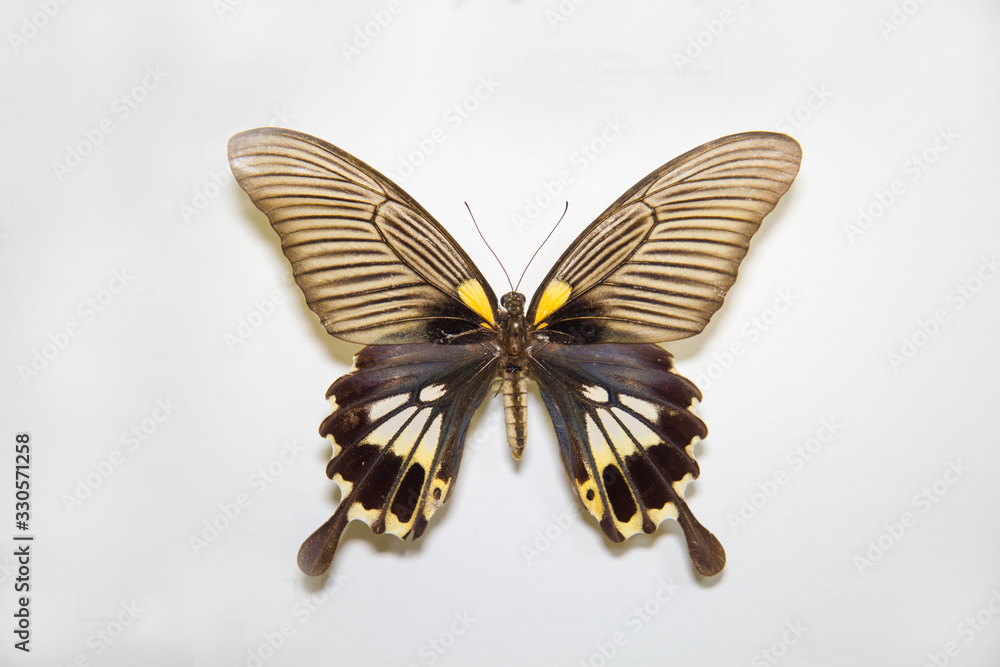Beautiful bright butterfly Papilio memnon gray-black with yellow white spots isolated on a white ...