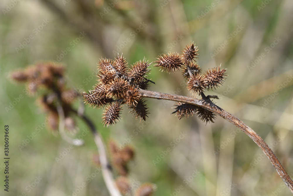 Common Cocklebur Seed