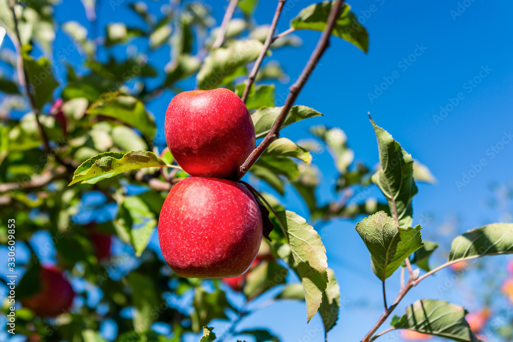 Apple orchard tree branch closeup of two red fruit in garden autumn ...
