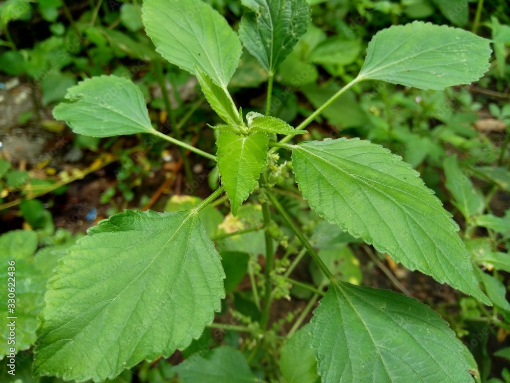Indian copperleaf or Acalypha Indica L. in the garden with green ...