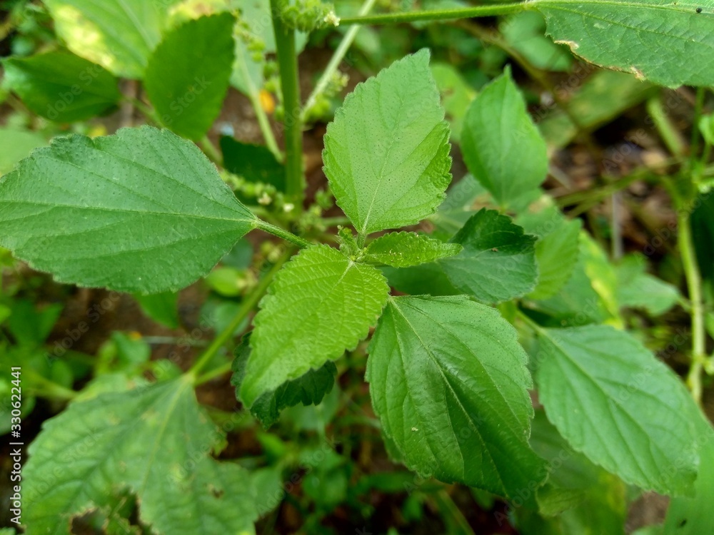 Indian copperleaf or Acalypha Indica L. in the garden with green ...