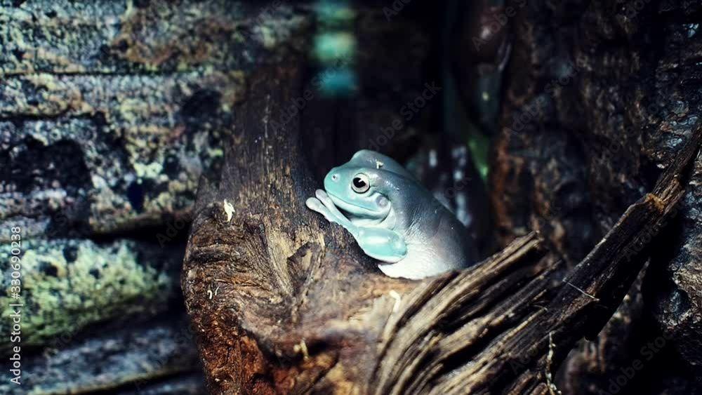 White frog. Also known as the squat frog and the Australian green tree ...