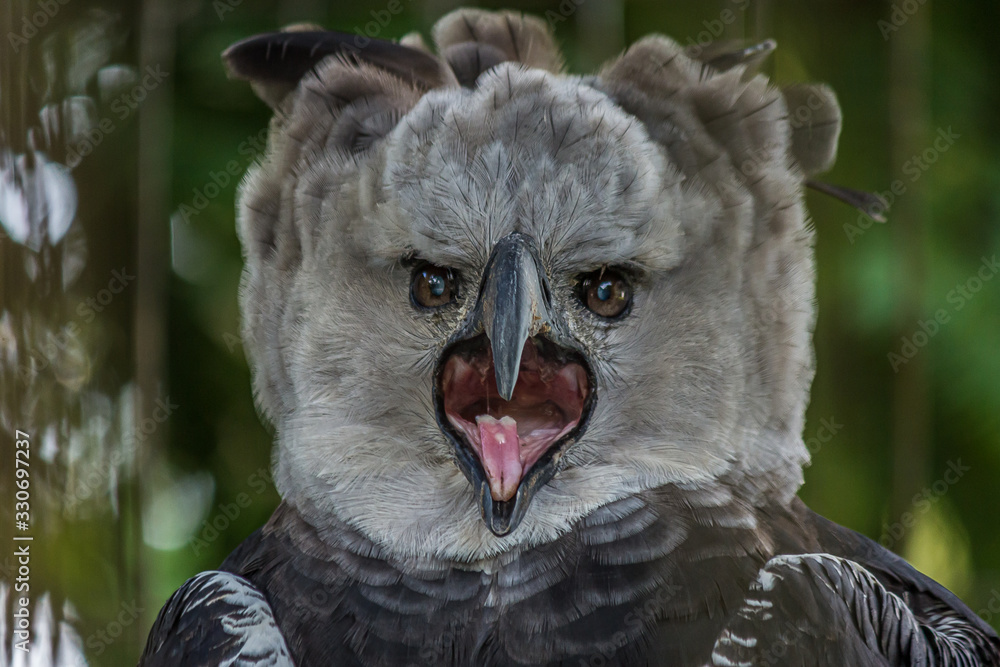 Foto de Portrait of Harpy eagle (Harpia harpyja) screaming displeased ...