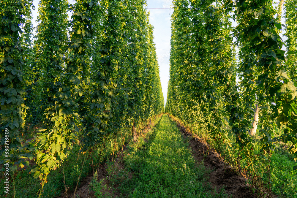 Green hops field. Fully grown hop bines. Hops field in Bavaria Germany ...