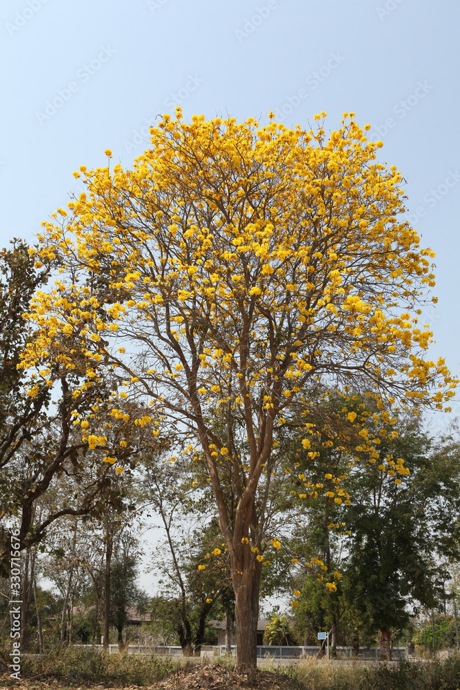 Yellow flowers of blossoming tabebuia argentea tree in Thailand. Spring ...