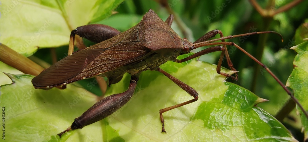 Leptocorisa oratoria, the rice ear bug, is an insect from the family ...