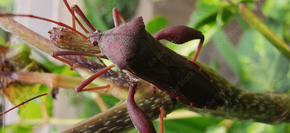 Leptocorisa oratoria, the rice ear bug, is an insect from the family ...