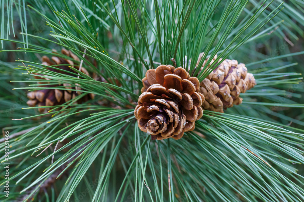 Pinus nigra. Detalle de las piñas y acículas de pino salgareño, negral ...