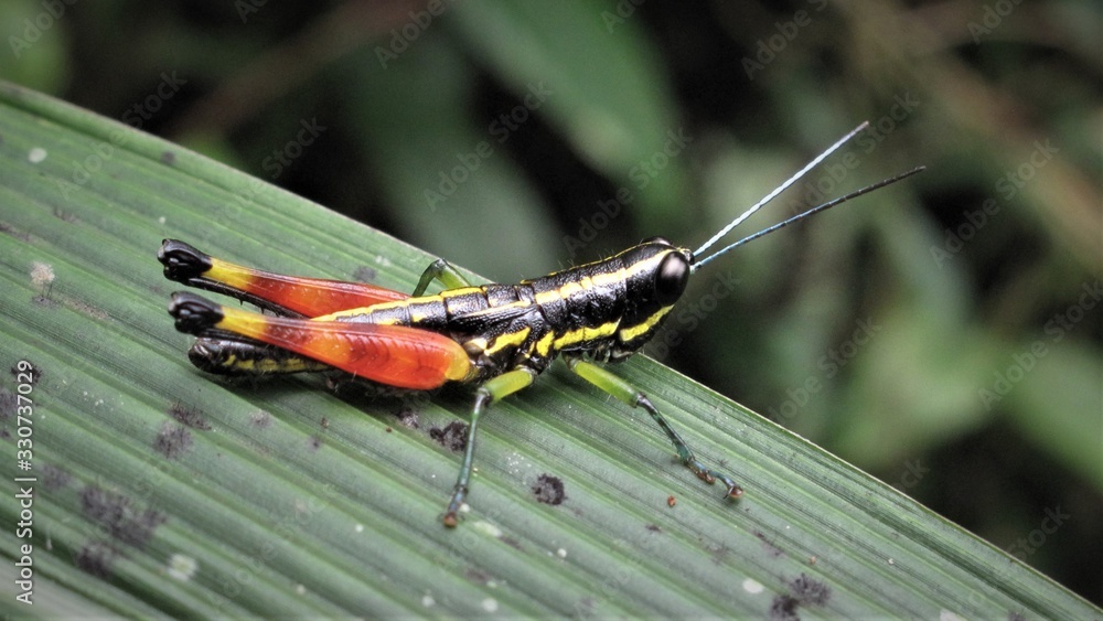 Romalea is a genus of grasshoppers, known commonly as the eastern ...