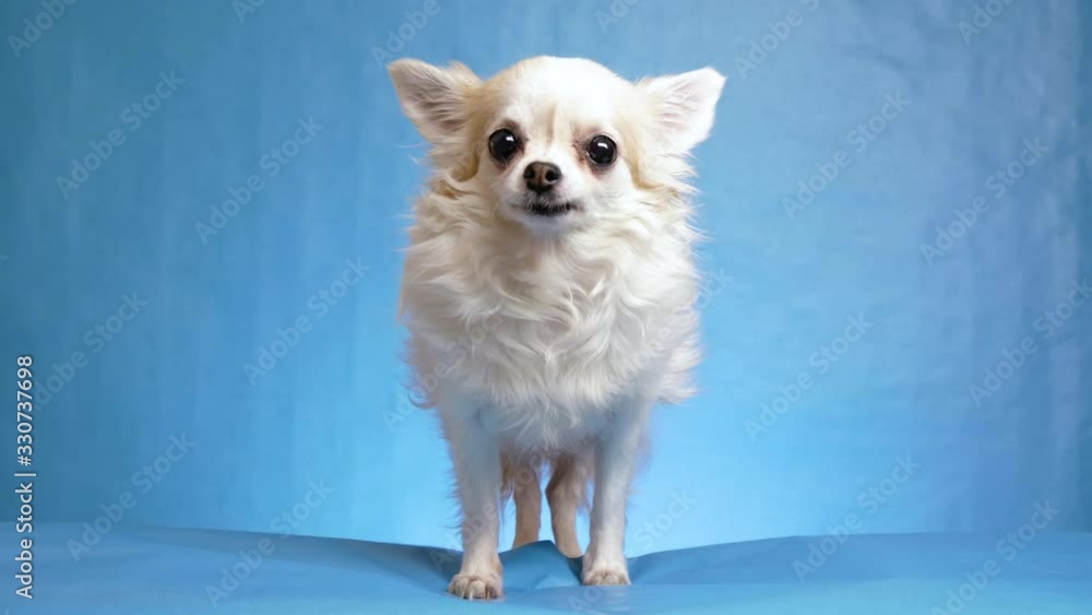 Vidéo Stock joyful, satisfied and happy white fluffy Chihuahua dog wags ...