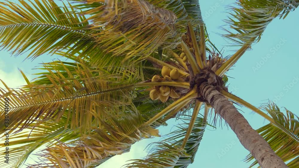 Coconut trees or palm tree. Scenic view tall coconut palm tree with sun ...