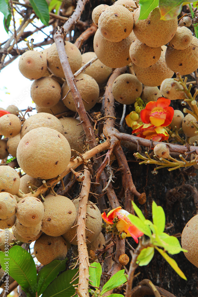 sala tree branch with lots of fruits and flowers in Thailand Stock ...