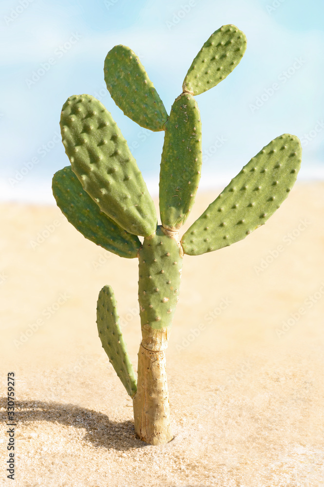 Tropical Cactus. Desert plant. One of the symbols of desert, summer and ...