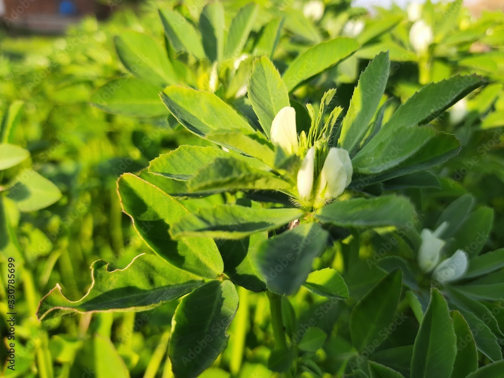 Fenugreek plant of flowering stage.green Fenugreek in the field.green ...