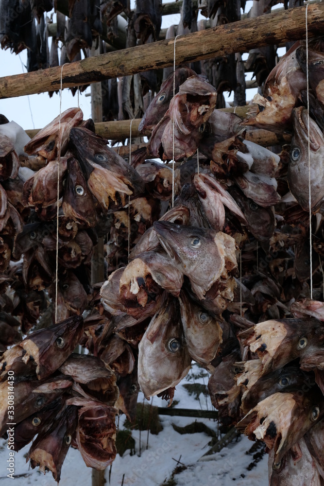 Cod fish dried by cold air and wind on wooden racks on the foreshore in ...