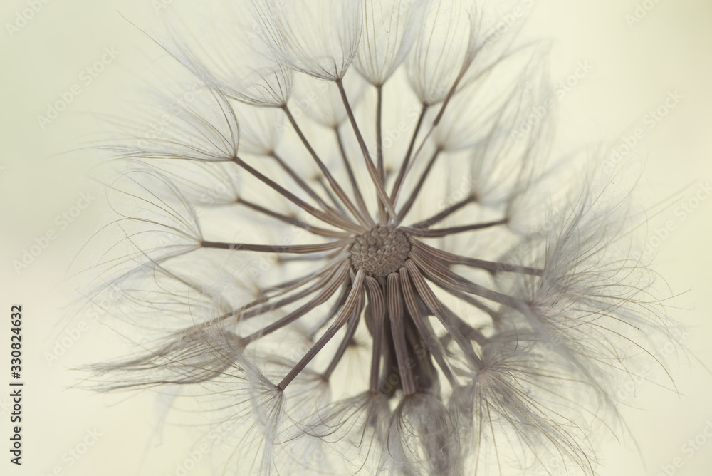 Tragopogon porrifolius purple or common salsify oyster vegetable or ...