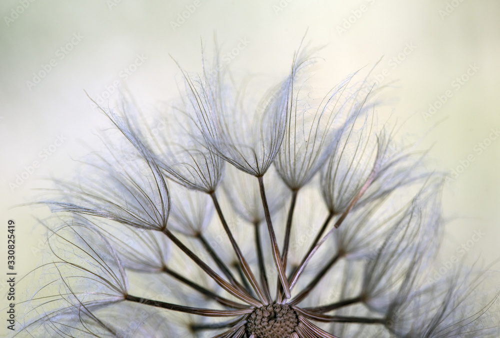 Tragopogon porrifolius purple or common salsify oyster vegetable or ...