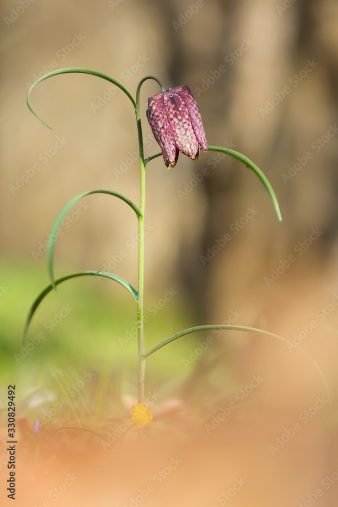 Snake's head fritillary (Fritillaria meleagris) or chess flower, frog ...