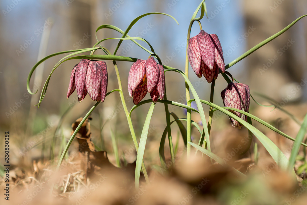 Snake's head fritillary (Fritillaria meleagris) or chess flower, frog ...