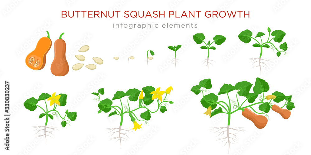 Butternut squash plant growth stages infographic elements in flat ...