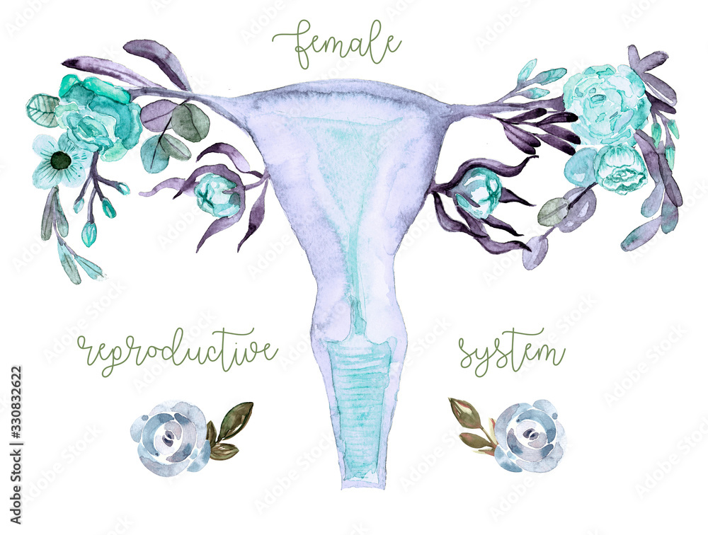 Female reproductive system scheme painted in watercolor on clean white ...