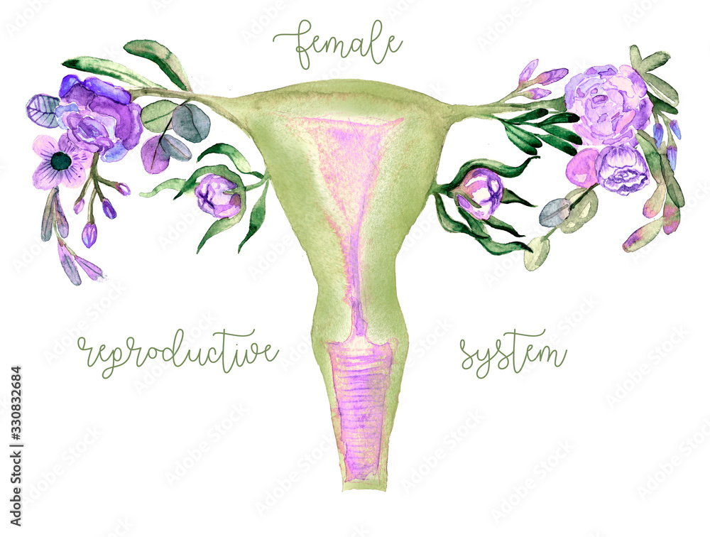 Female reproductive system scheme painted in watercolor on clean white ...