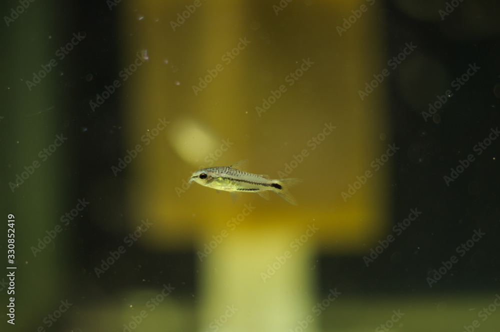 Corydoras pygmaeus tropical fish in aquarium Stock Photo | Adobe Stock