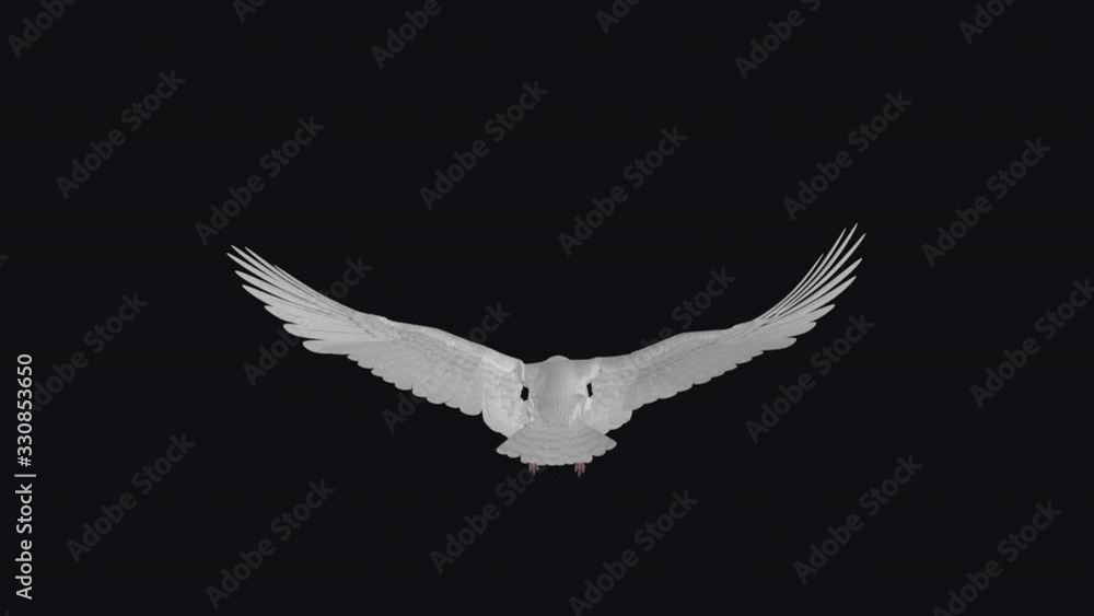 Flying White Dove - Back View - Transparent Loop. Stock Video | Adobe Stock