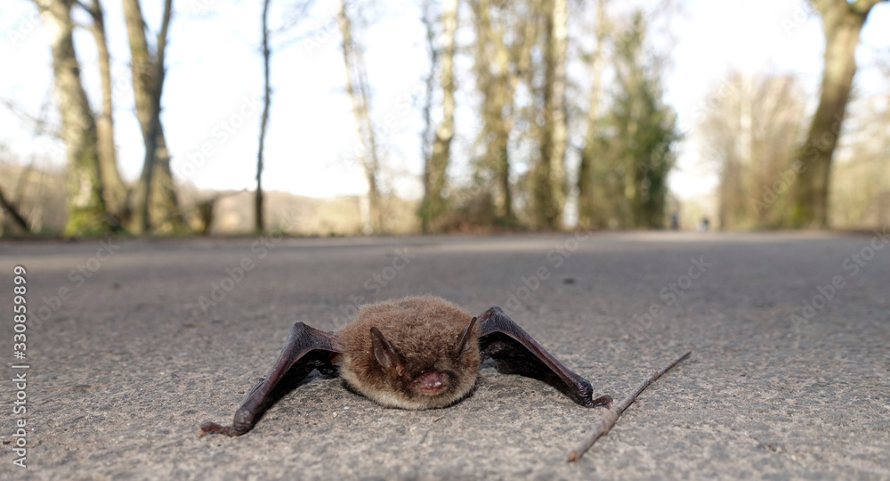 Wasserfledermaus (Myotis daubentonii) an der Steinbachtalsperre Stock ...