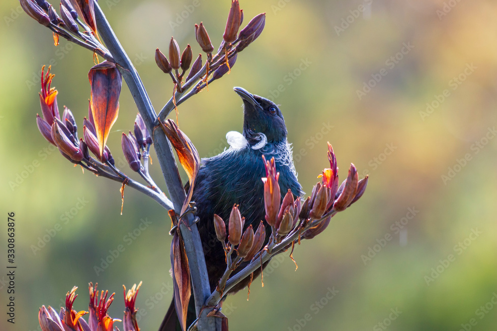 New Zealand native tui bird Stock Photo | Adobe Stock