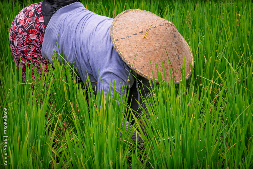 A female rice paddy worker with an asian conical rice paddy hat bends ...