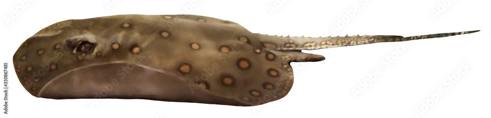 stingray realistic illustration on white no background Stock ...