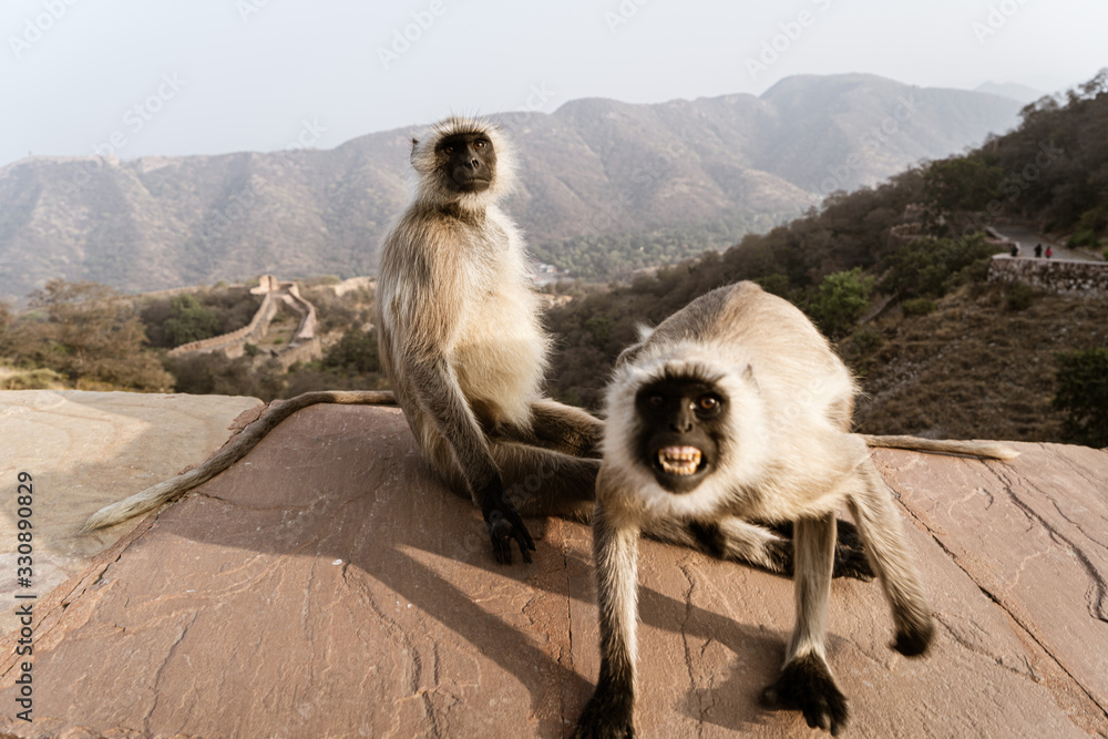 Angry Monkey Stock Photo | Adobe Stock