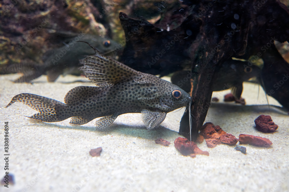 The blotched upside-down catfish (Synodontis nigriventris) in the tank ... The blotched upside-down catfish (Synodontis nigriventris) in the tank ...