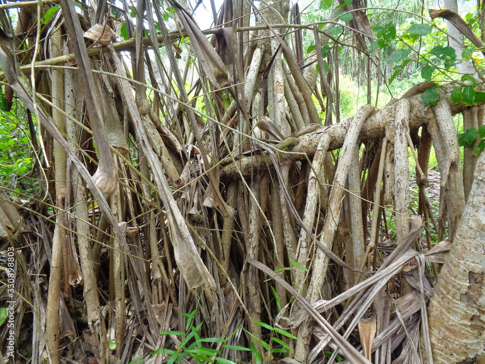 Fragrant Screwpine root (Pandanus fascicularis, Pandanus odorifer ...