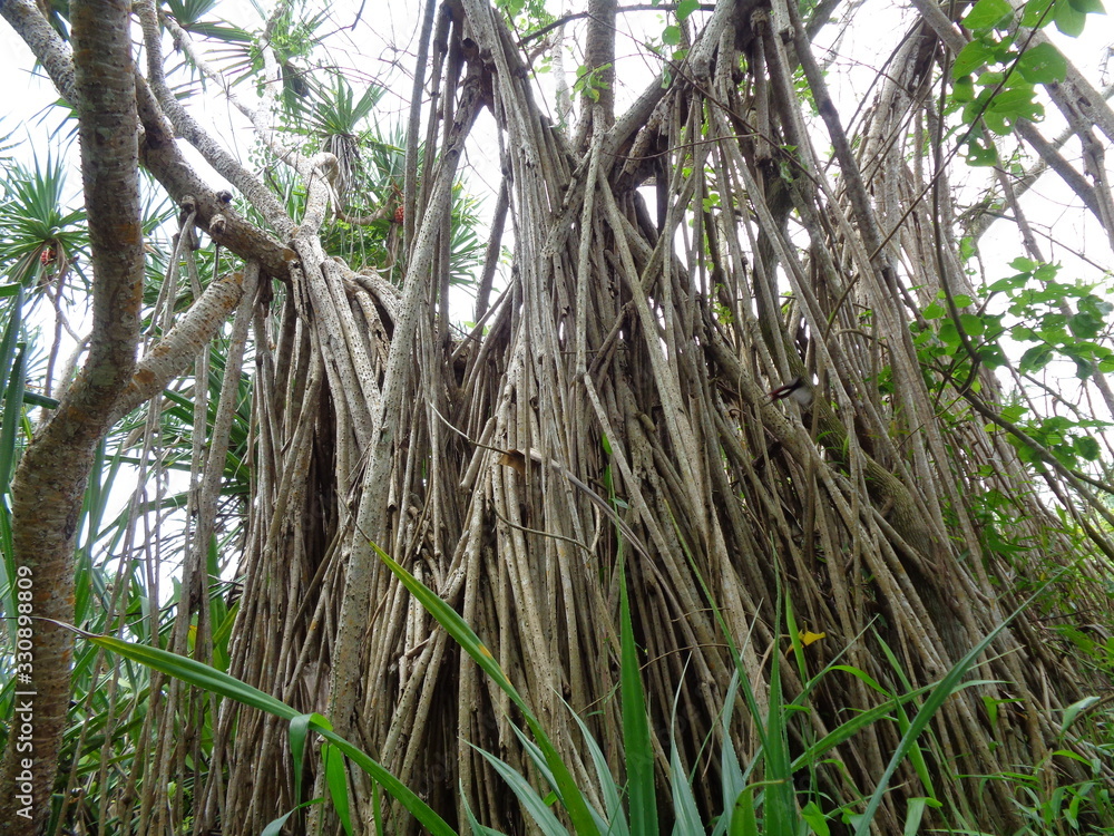Fragrant Screwpine root (Pandanus fascicularis, Pandanus odorifer ...