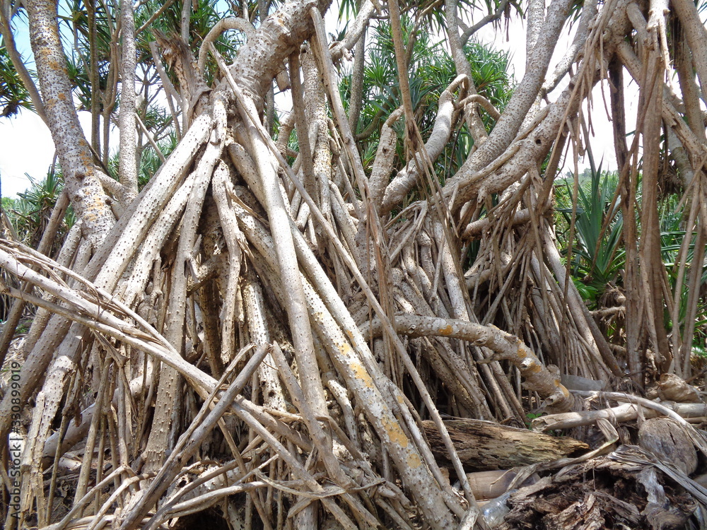 Fragrant Screwpine root (Pandanus fascicularis, Pandanus odorifer ...