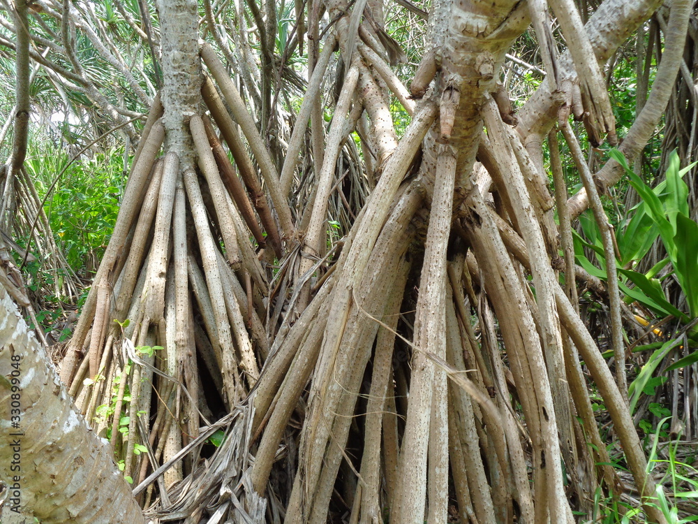 Fragrant Screwpine root (Pandanus fascicularis, Pandanus odorifer ...