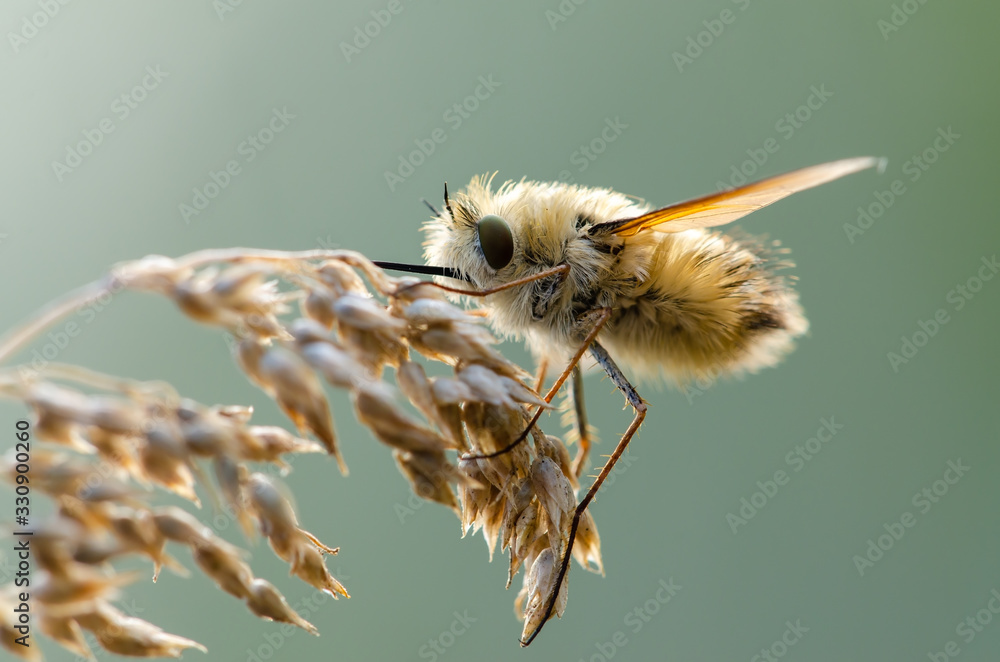 The fly was buzzing. Beautiful, fluffy fly. A fly with a long nose ...