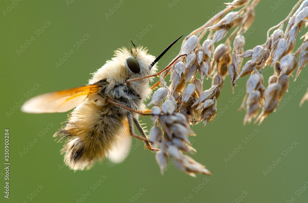 The fly was buzzing. Beautiful, fluffy fly. A fly with a long nose ...