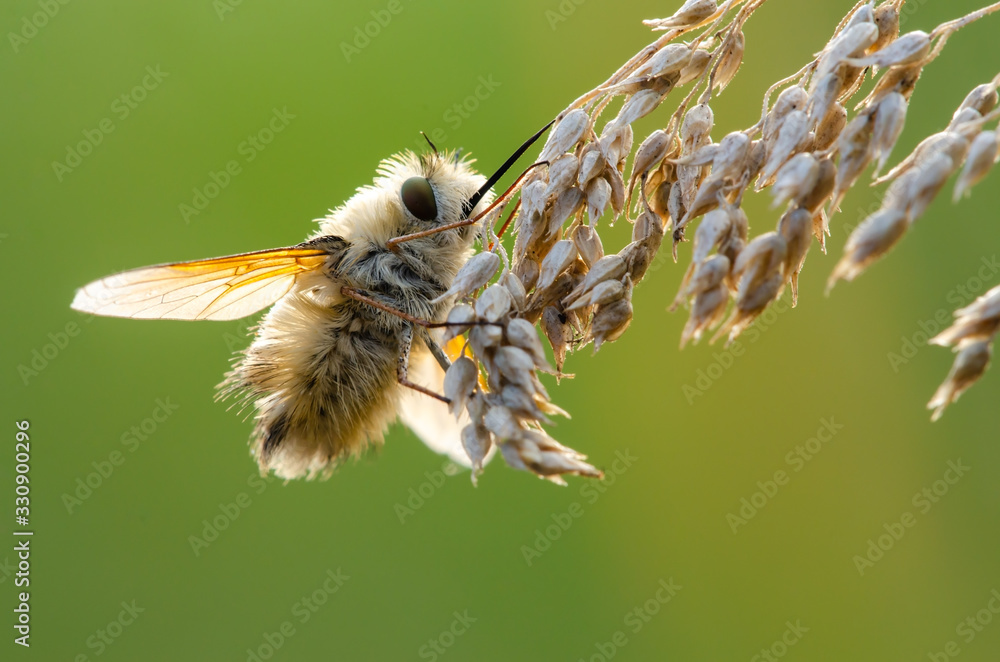 The fly was buzzing. Beautiful, fluffy fly. A fly with a long nose ...