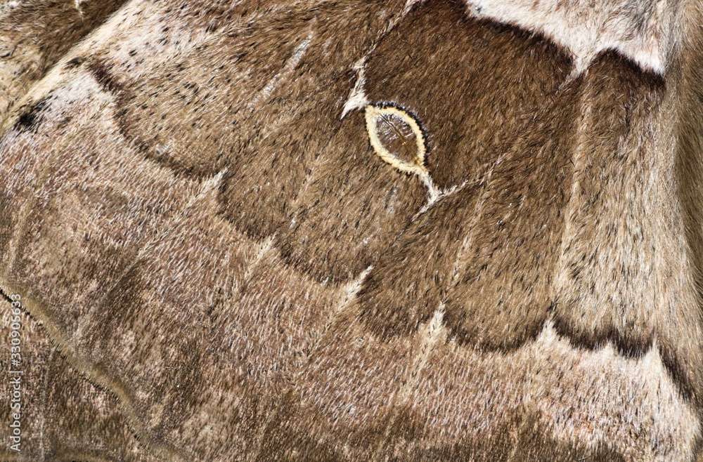 Macro of a male Polyphemus moth wing underside. Fine details of ...
