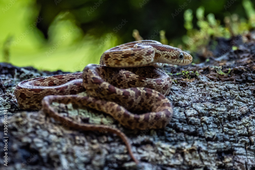 Cloudy Snail Sucker, Sibon nebulatus, snake on green mossy branch. Non ...