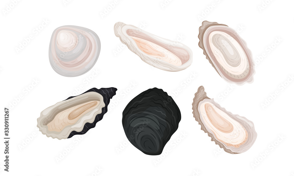 Oyster Shells of Different Shapes Vector Set Stock Vector | Adobe Stock