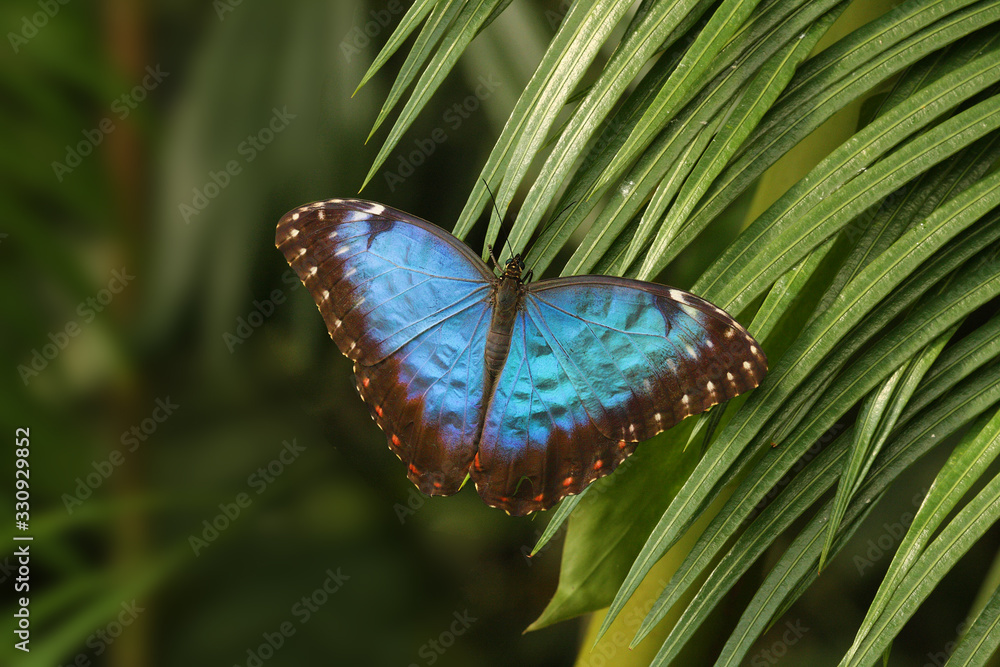 Peleides Blue Morpho (Morpho peleides) tropical butterfly sitting on ...