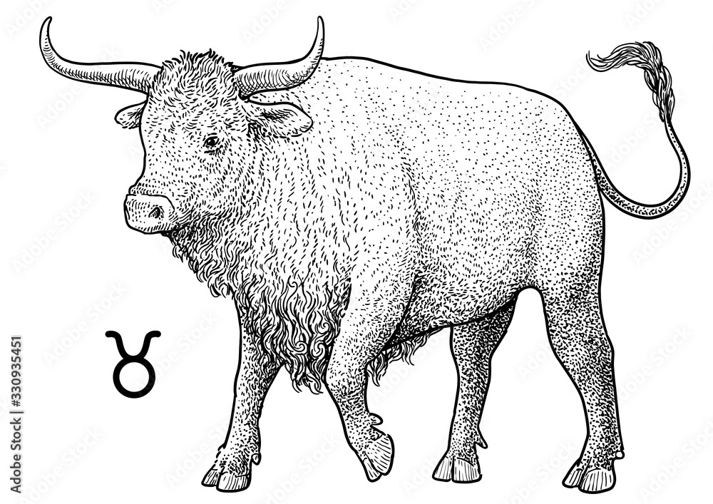 Taurus zodiac symbol illustration, drawing, engraving, ink, line art ...