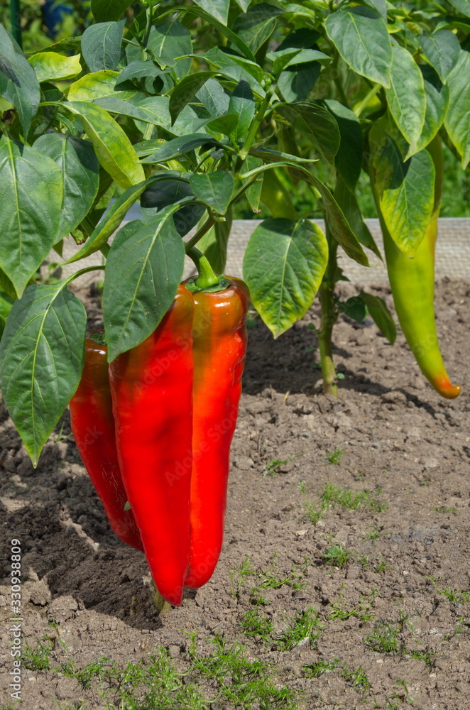 Pepper varieties "Red horn" matures on a bed in the garden foto de ...