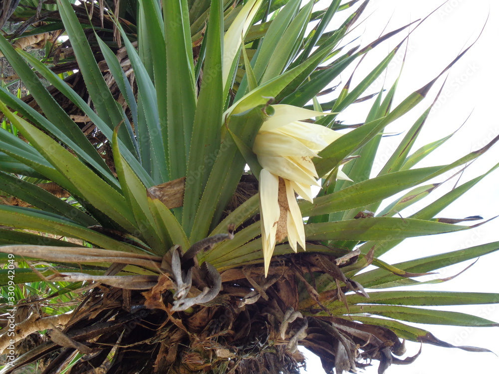 Fragrant Screwpine flower (Pandanus fascicularis, Pandanus odorifer ...