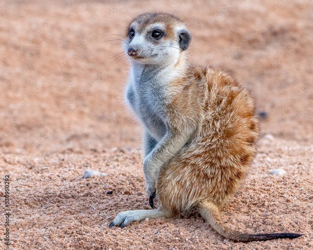 Meerkat sitting Stock Photo | Adobe Stock