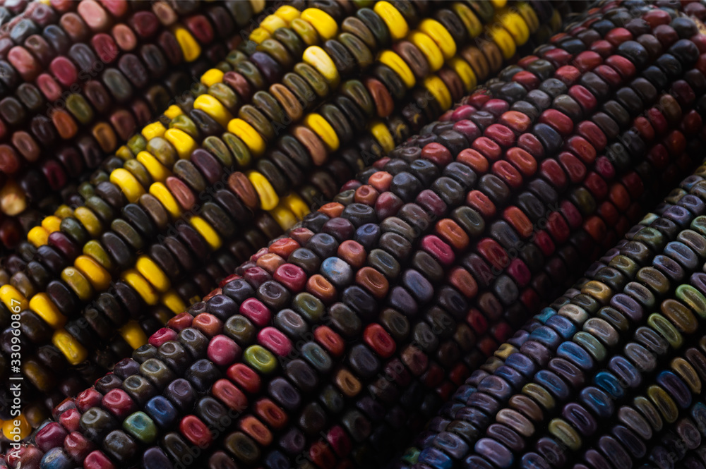 Multi-colored corn seeds - a unique cultivar created by an American ...